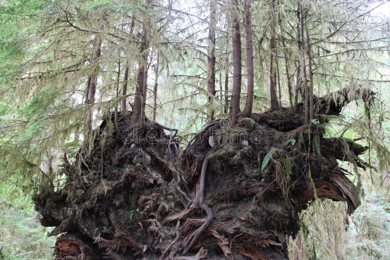 Sitka Spruce Log Stock Photos - Free & Royalty-Free Stock Photos from ...