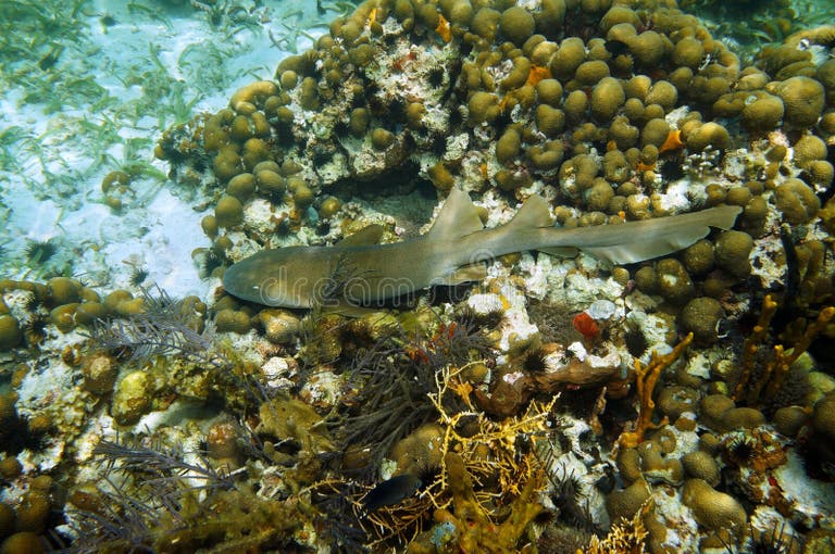 1,067 Nurse Shark Images Stock Photos - Free & Royalty-Free Stock ...