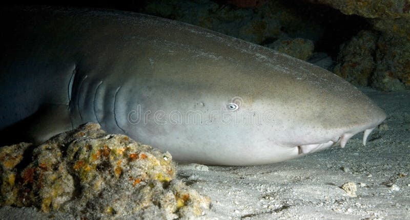 NURSE SHARK/nebrius Ferrugineus Stock Image - Image of nurse, pacific ...