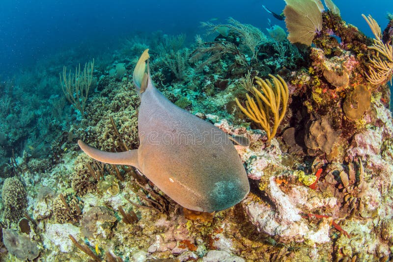 Nurse shark stock image. Image of diving, ambergris, scuba - 73783179