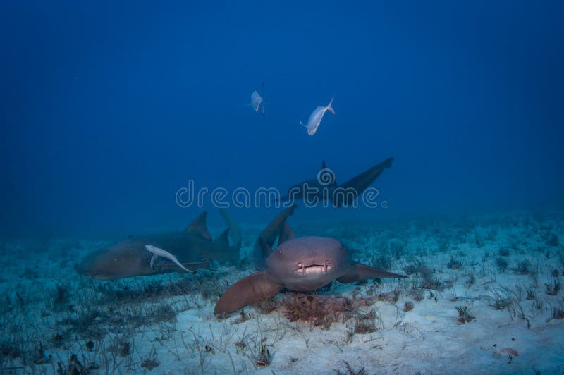 Nurse Shark stock image. Image of beach, life, wilderness - 264187667