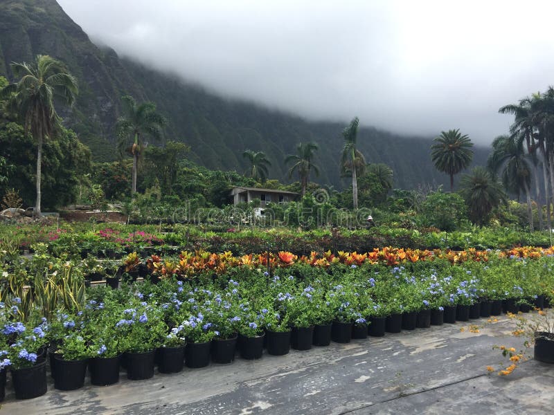 Aplant Nursery Stock Photos - Free & Royalty-Free Stock Photos from ...