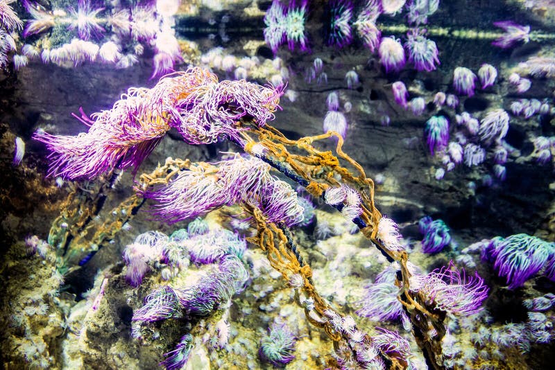 Nursery Coral Reef Scene Rope Colorful Stock Image - Image of deep ...