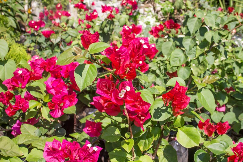 Nursery Decorative Flower Group from a Garden Stock Image - Image of ...