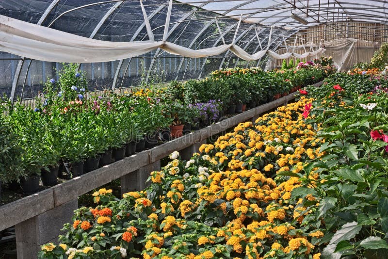 Nursery of flowers stock image. Image of botany, garden - 9452173 Nursery of flowers stock image. Image of botany, garden - 9452173
