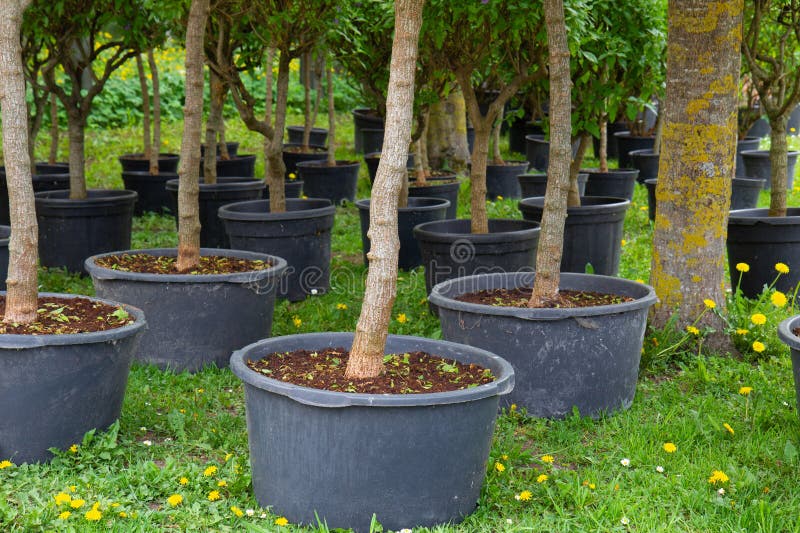 Nursery of Fruit and Berry Trees and Bushes for Planting Stock Image ...