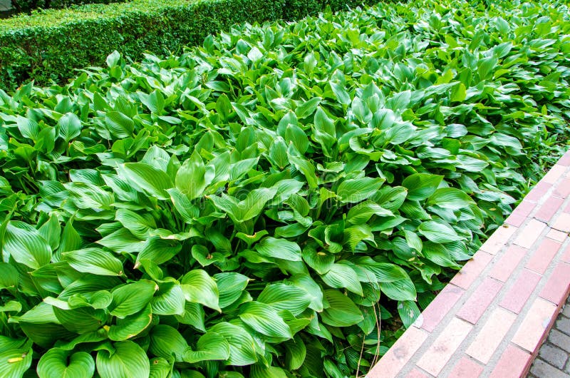 Nursery stock photo. Image of grass, fresh, leaf, house - 42137800