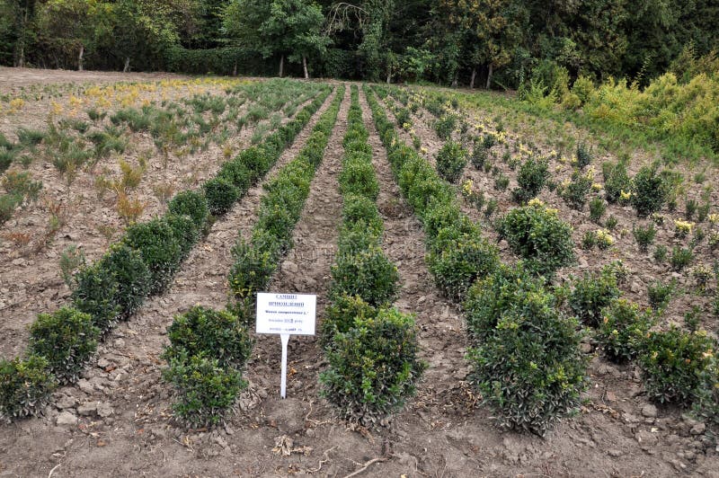 Nursery for Growing Forest Crops Stock Photo - Image of landscape ...