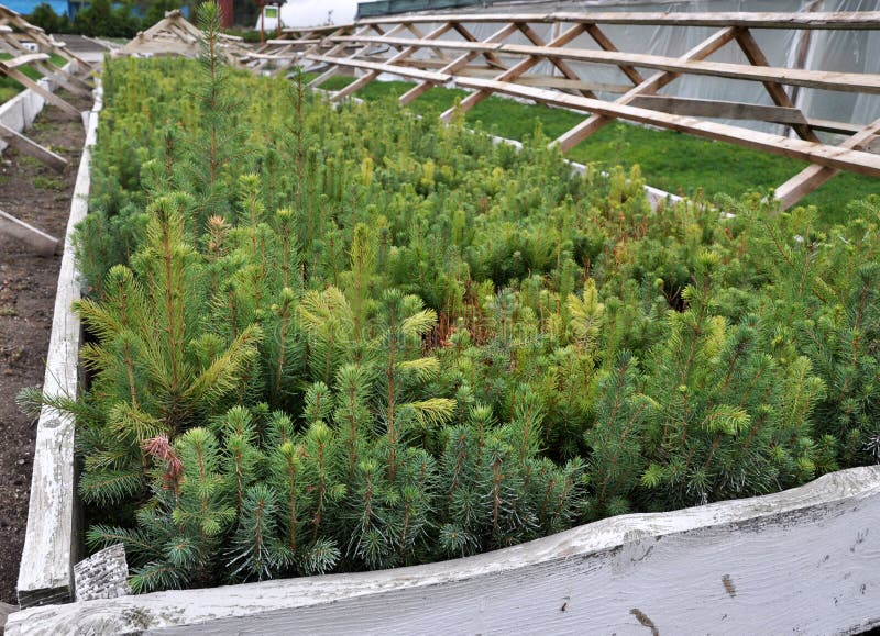 Nursery for Growing Forest Crops Stock Photo - Image of care, timber ...