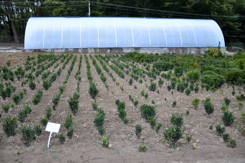 Nursery for Growing Forest Crops_2 Stock Image - Image of cultivation ...