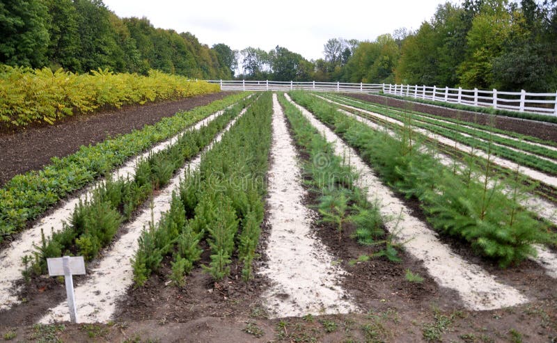 Nursery for Growing Forest Tree Saplings Stock Image - Image of field ...