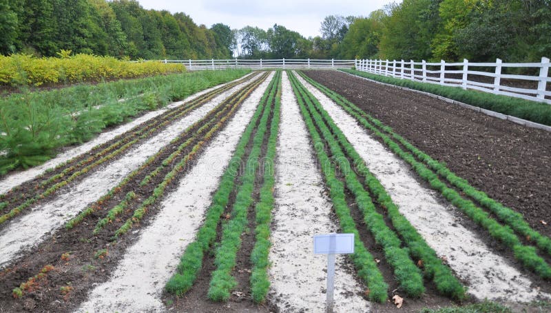Nursery for Growing Forest Tree Saplings Stock Image - Image of park ...