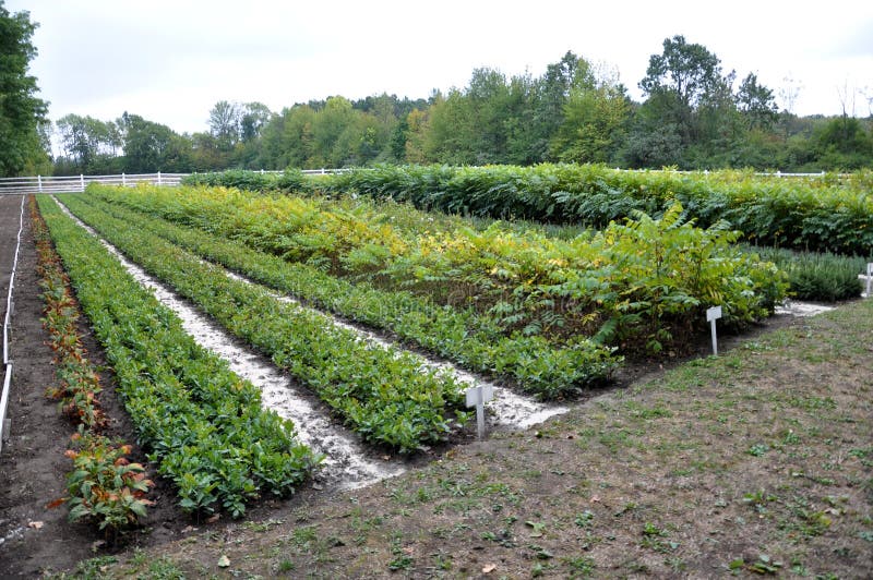 Nursery for Growing Forest Tree Saplings Stock Image - Image of seedbed ...