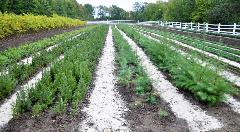 Nursery for Growing Forest Tree Saplings Stock Image - Image of plants ...