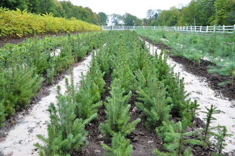 Nursery for Growing Forest Tree Saplings Stock Image - Image of ...