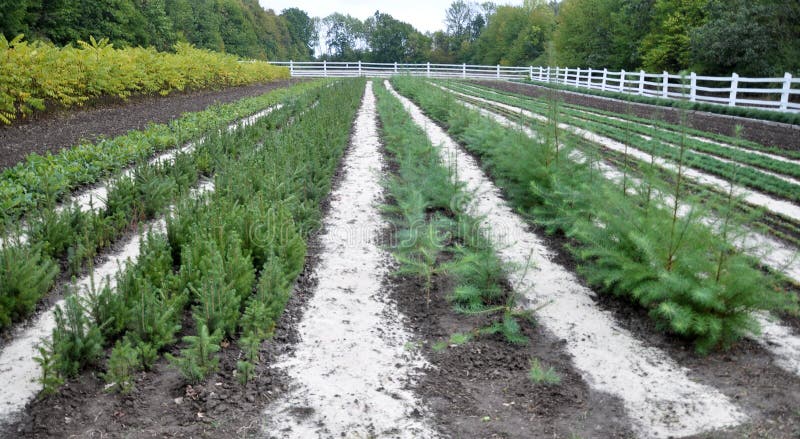 Nursery for Growing Plants_25 Stock Photo - Image of evergreen, timber ...