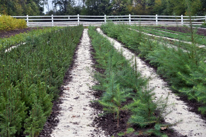 Nursery for Growing Plants_30 Stock Image - Image of timber, forestry ...