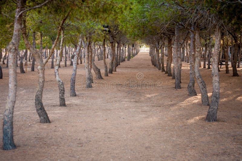Nursery of Mediterranean Trees Stock Photo - Image of path, grow: 180432424