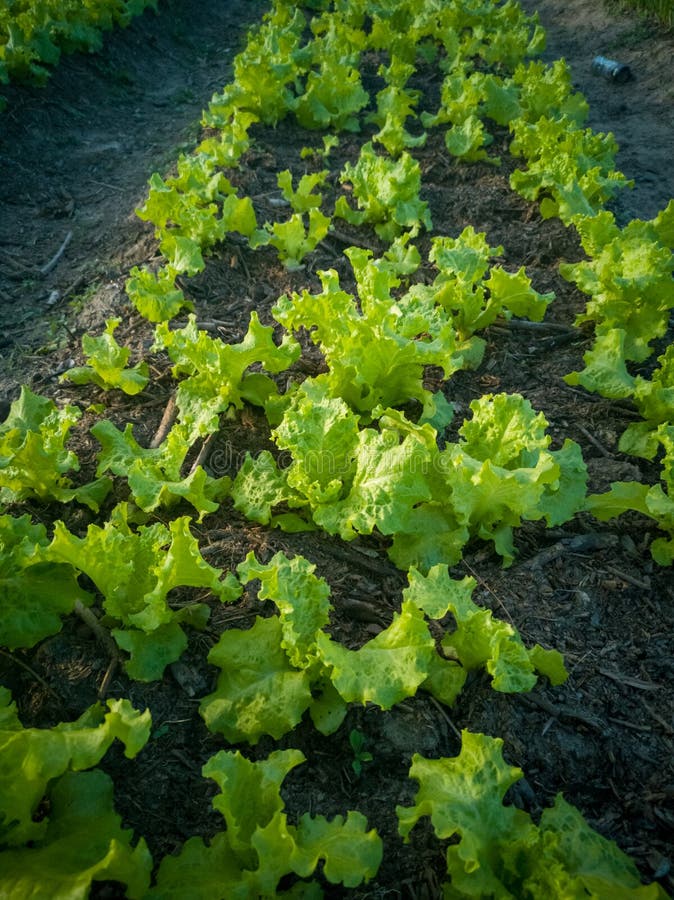 Nursery of Organically Grown Lettuce Plants Stock Photo - Image of ...
