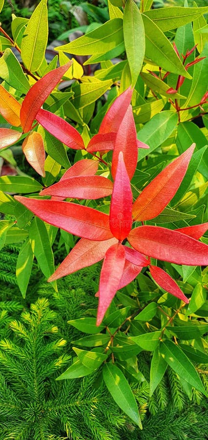 Nursery Plant and Tree Photography Stock Image - Image of garden, tree ...