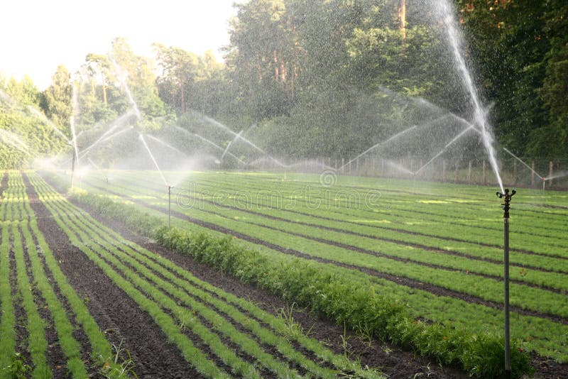 Nursery Plantation Being Watered Stock Photo - Image of plant ...