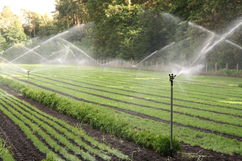 Nursery Plantation Being Watered Stock Photo - Image of garden, land ...