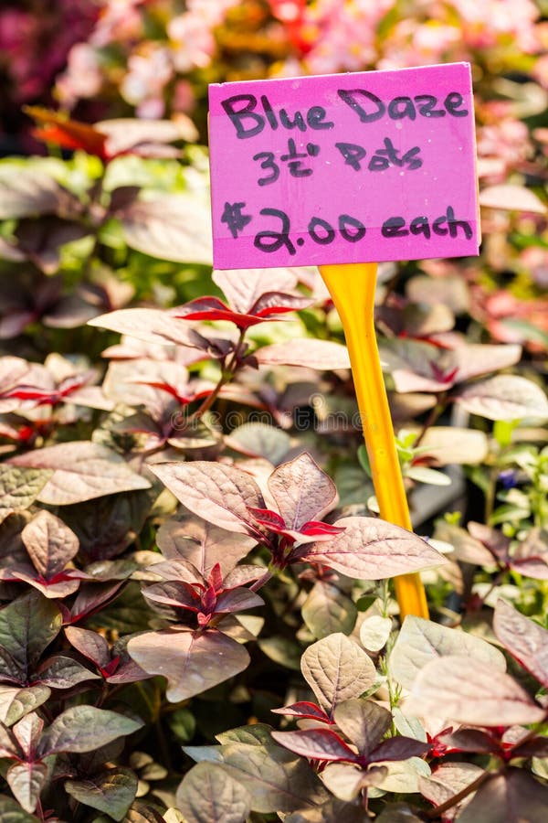 Nursery stock image. Image of garden, myrtle, fresh, county - 42770549