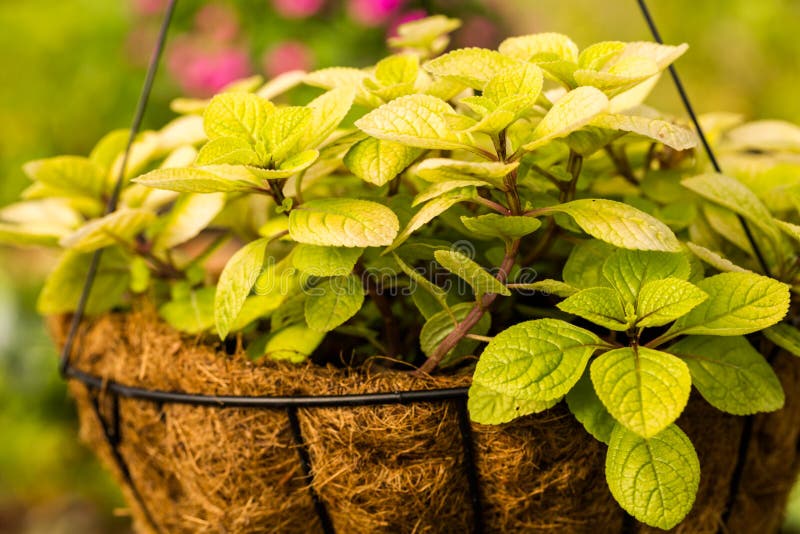 Nursery stock photo. Image of city, destination, plants - 42770590