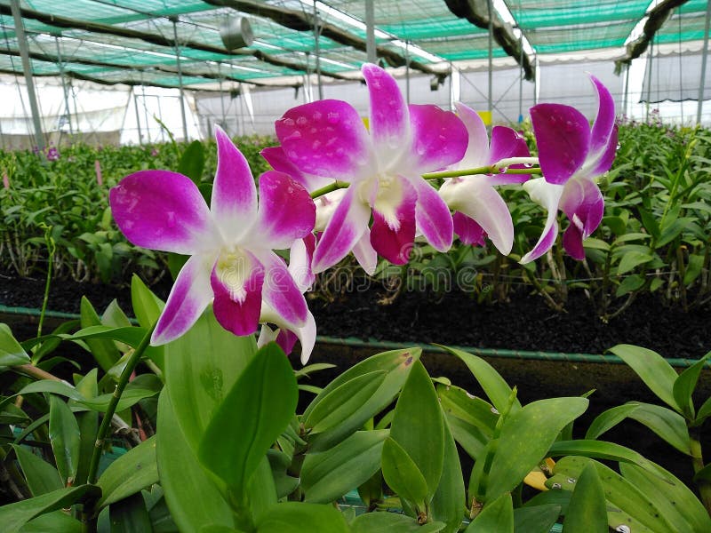 Flowers stock photo. Image of nursery, showcase, flowers - 131831776