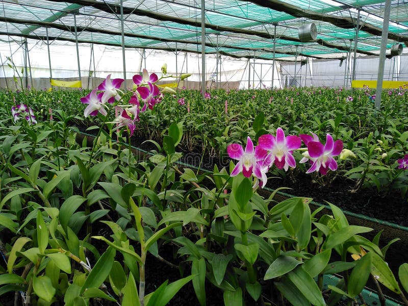 Flowers stock image. Image of garden, showcase, nursery - 131831823