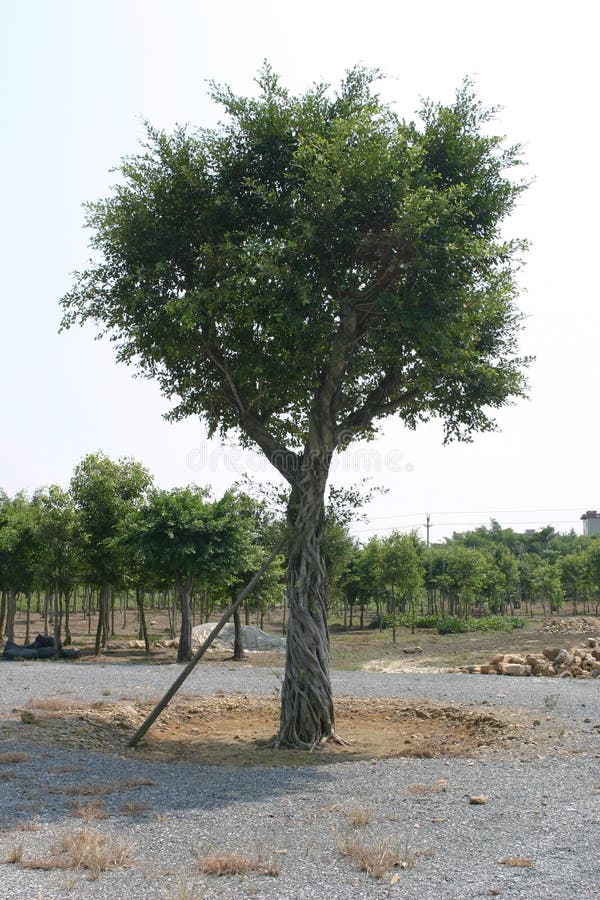 A Nursery of Plants and Trees for Gardening Stock Photo - Image of ...