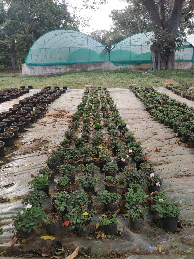 Nursery, Plants, Trees, Pots, Flowers, Structure Stock Photo - Image of ...