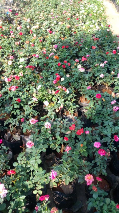 240 Rose Sapling Stock Photos - Free & Royalty-Free Stock Photos from ...