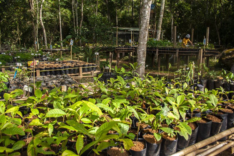 Nursery with Seedlings for Reforestation of the Atlantic Forest Stock ...