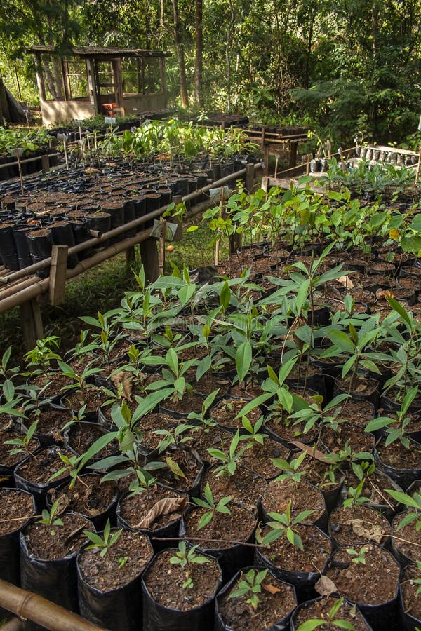 Nursery with Seedlings for Reforestation of the Atlantic Forest Stock ...