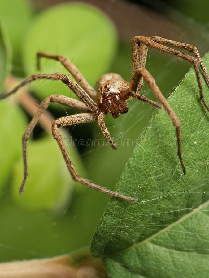 Nursery Spider from Front stock image. Image of arachnid - 15858429