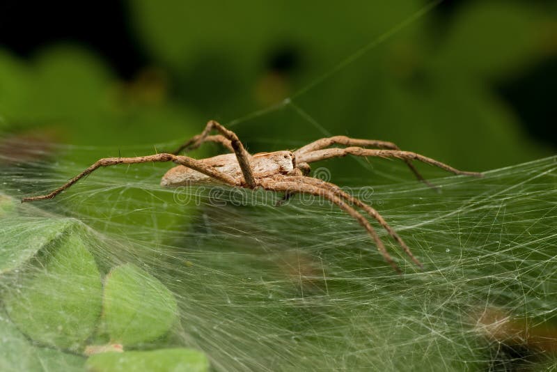 Nursery Spider from the Side Stock Image - Image of hairy, arachnid ...