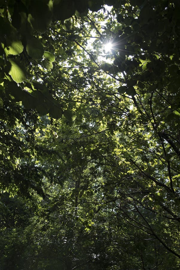 Nursery of Tall Trees in the Mantua Area Stock Image - Image of ...