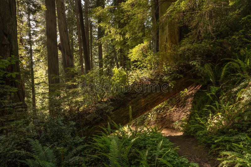 Nursery Tree Grows Thick after Falling Across Trail Stock Photo - Image ...