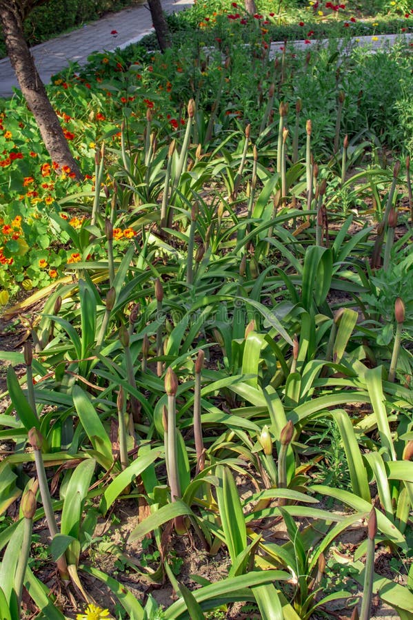 Nursery Tree and Long Plants Stock Photo - Image of environment, dwarf ...