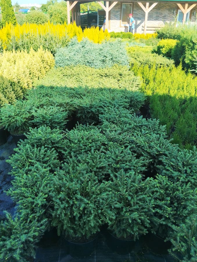 Nursery, Tree Seedling Store. Seedlings of Trees, Bushes in Planters ...