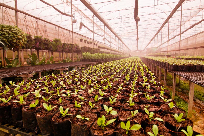 Nursery tree seedlings stock photo. Image of forestry - 58840206