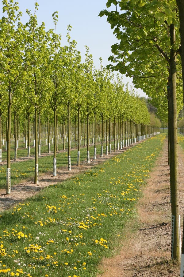 Nursery Trees in the Spring Time Stock Image - Image of shrubs, nature ...