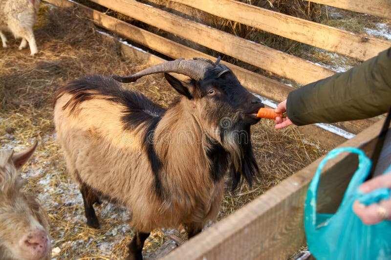 Nursery for Various Animals. Feeding the Ram Stock Image - Image of ...