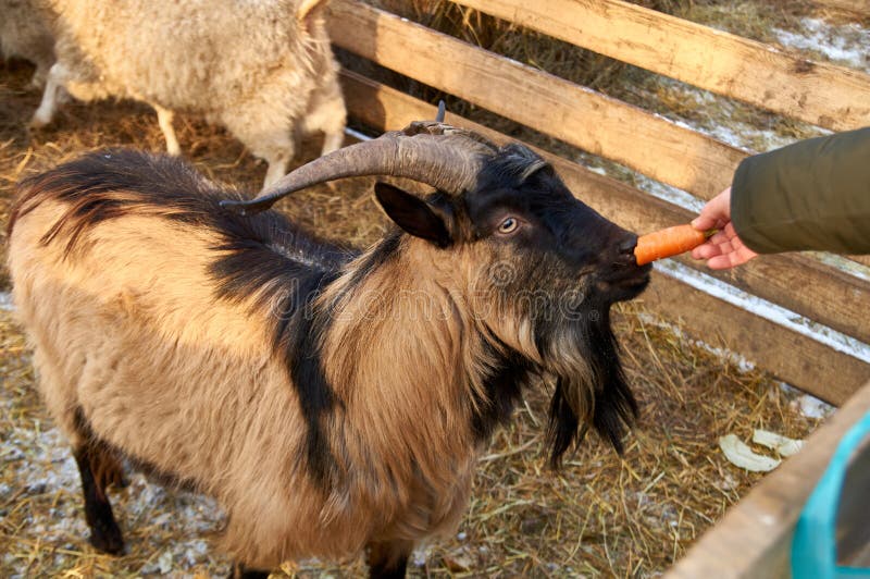 Nursery for Various Animals. Feeding the Ram Stock Photo - Image of ...