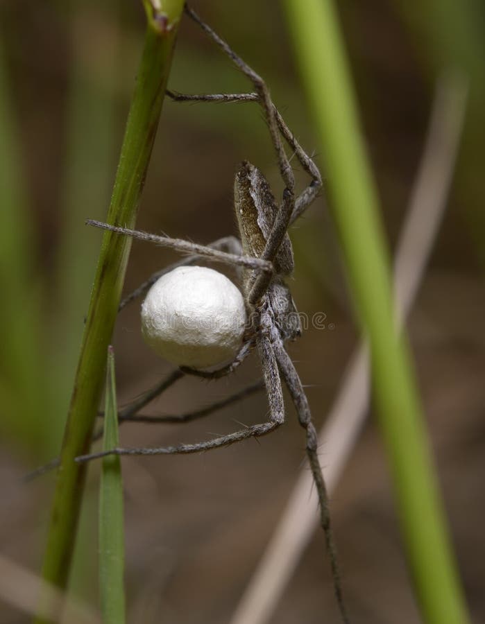 A Cocoon in a Spider S Web. Malacosoma Neustria Stock Image - Image of ...