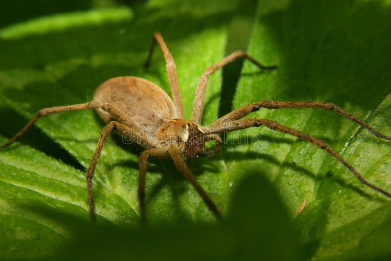 Nursery Web Spider (Pisaura Mirabilis) Stock Image - Image of leaf ...