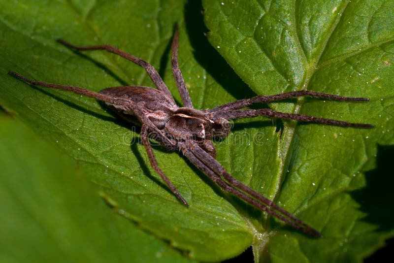 The Nursery Web Spider, Pisaura Mirabilis Stock Image - Image of ...
