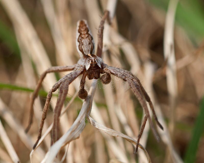 The Nursery Web Spider Pisaura Mirabilis Stock Image - Image of natural ...