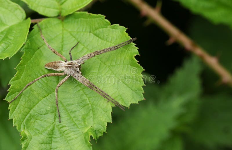 A Nursery Web Spider Pisaura Mirabilis Sitting on a Leaf. Stock Photo ...